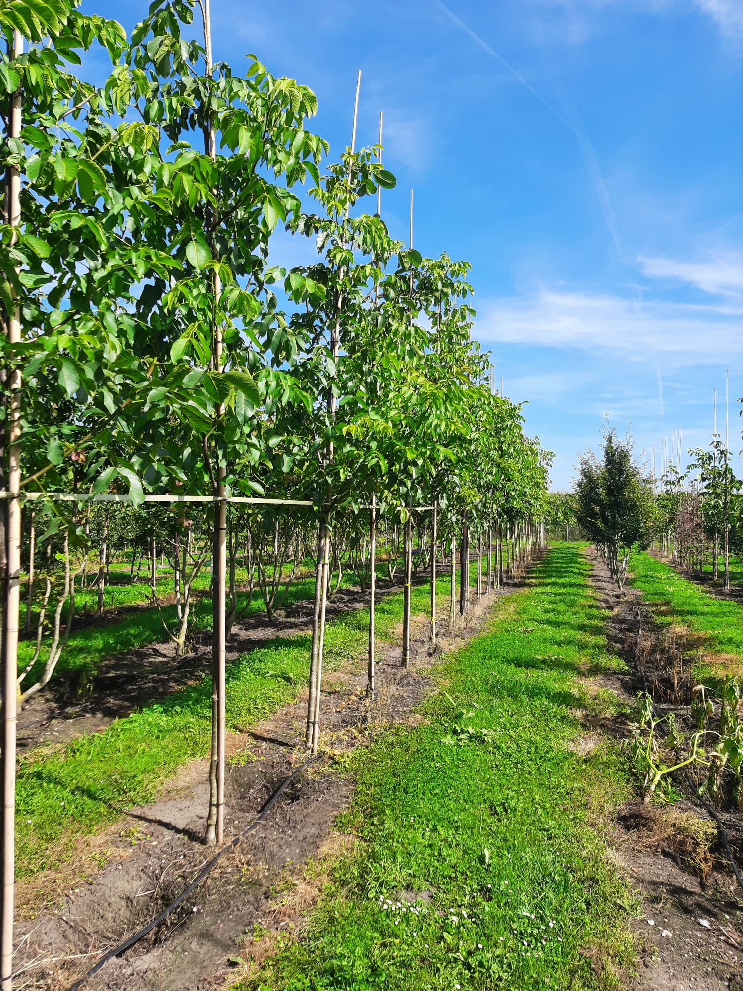 Walnoot 'Broadview', Juglans regia 'Broadview' kopen