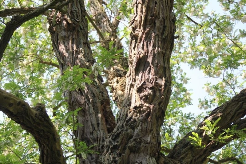 Valse Acacia, Robinia pseudoacacia kopen