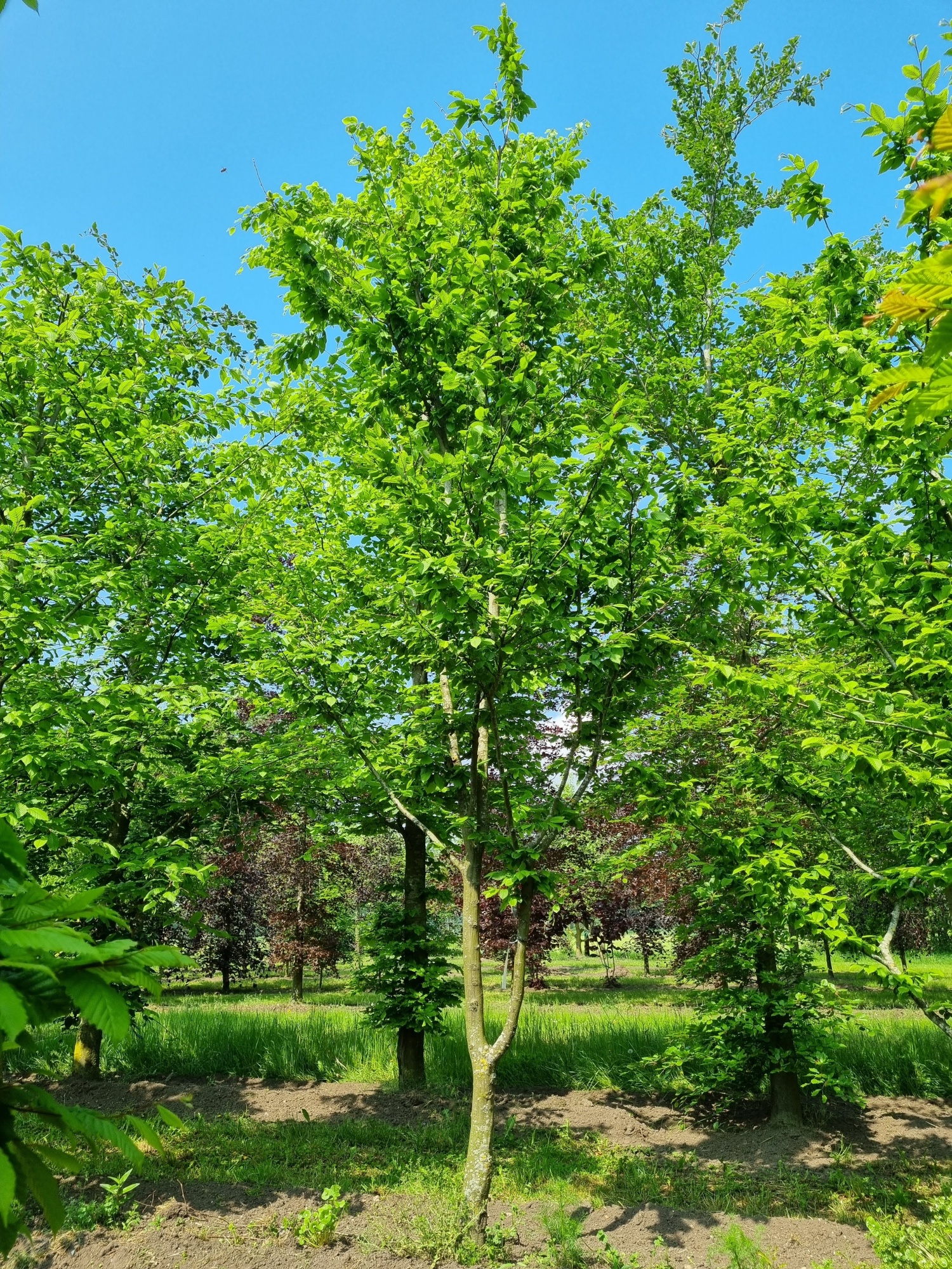 Haagbeuk als klimboom, Carpinus betulus kopen