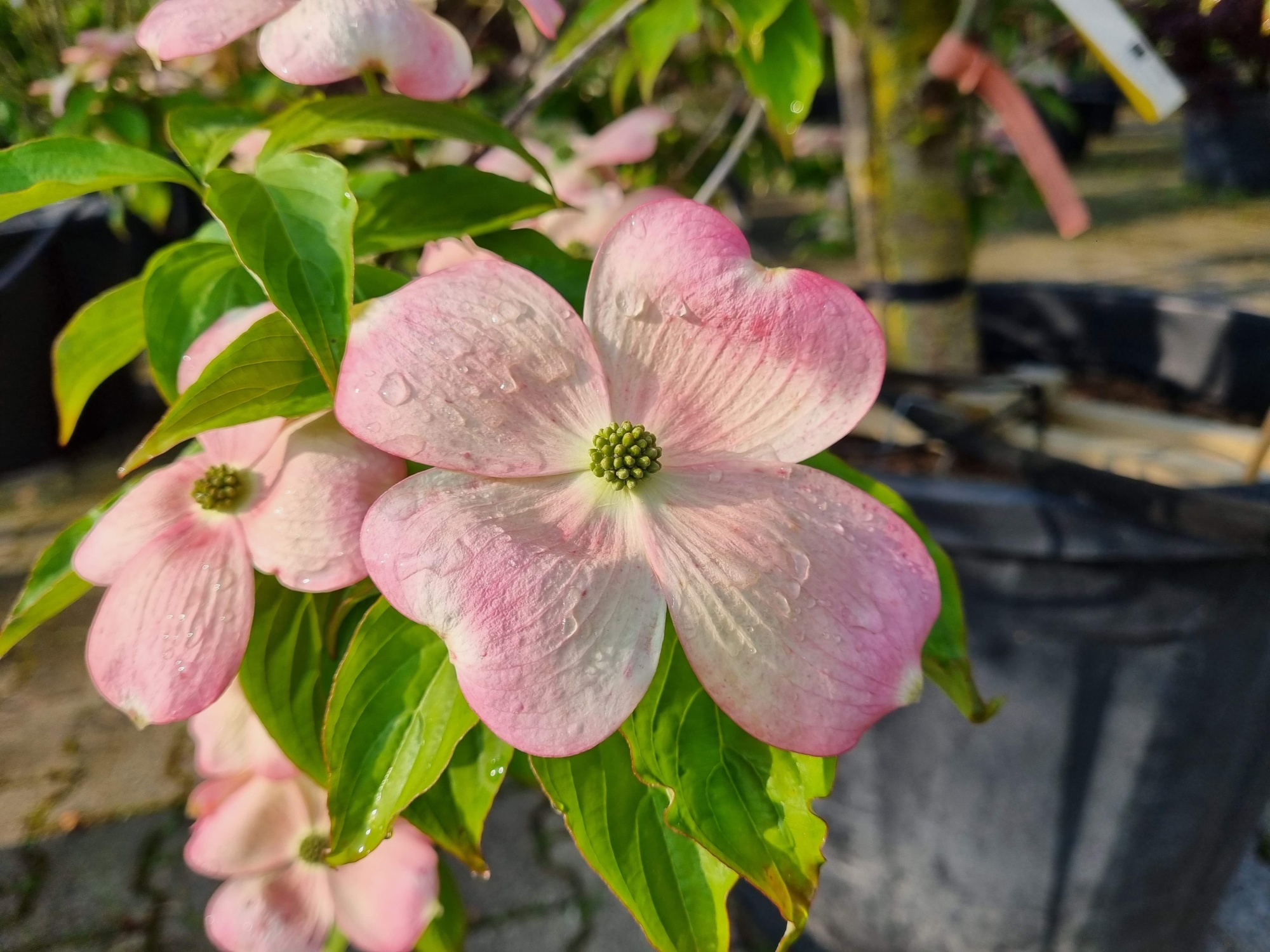 De Cornus 'Stellar Pink' 479 is een unieke verschijning in de tui