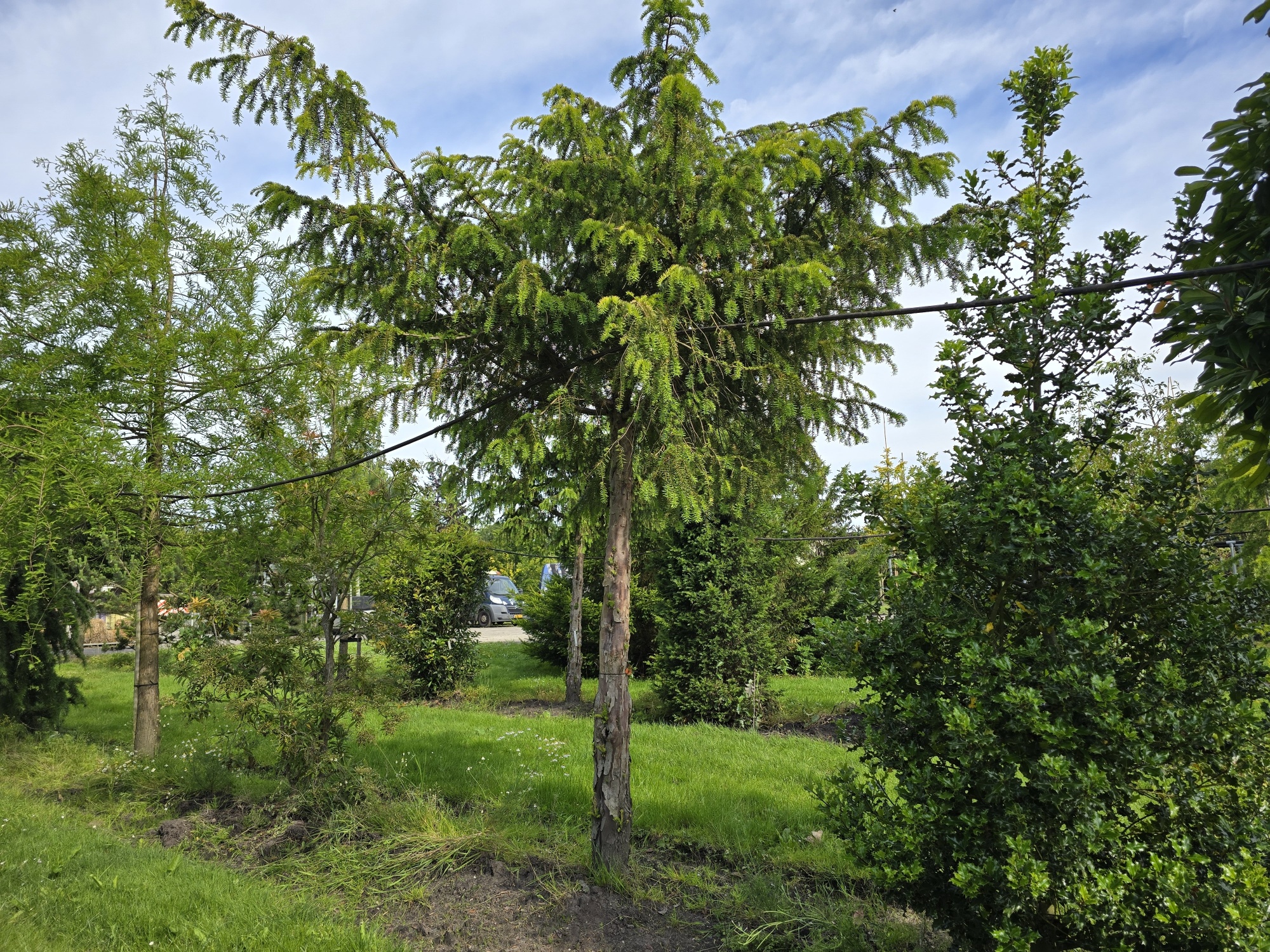 Een bijzondere dakvormige grote Taxus kopen?