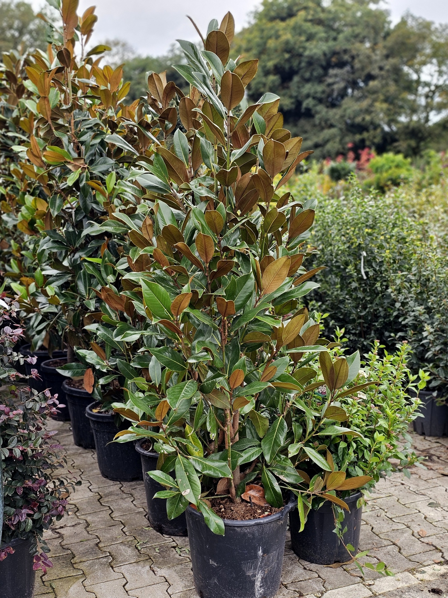 Magnolia 'Goliath', Magnolia grandiflora 'Goliath' kopen