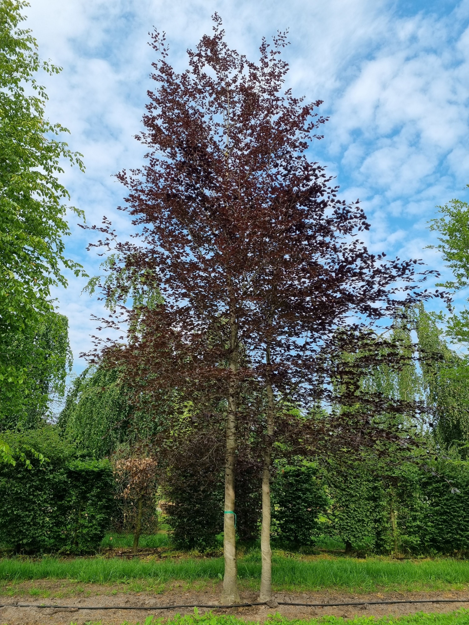 Rode Beuk, Fagus sylvatica 'Atropunicea' kopen