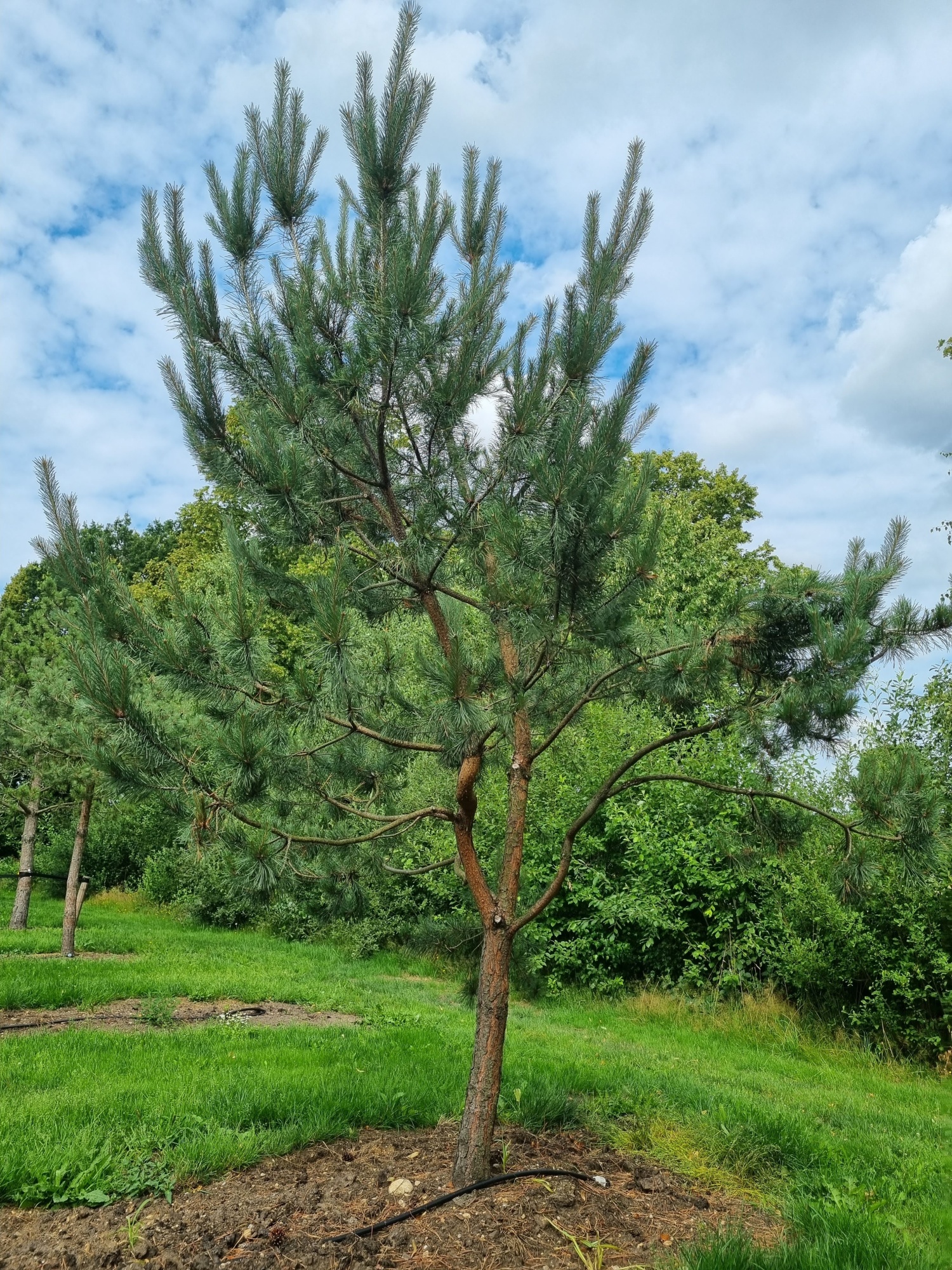 Grove Den, Pinus sylvestris kopen