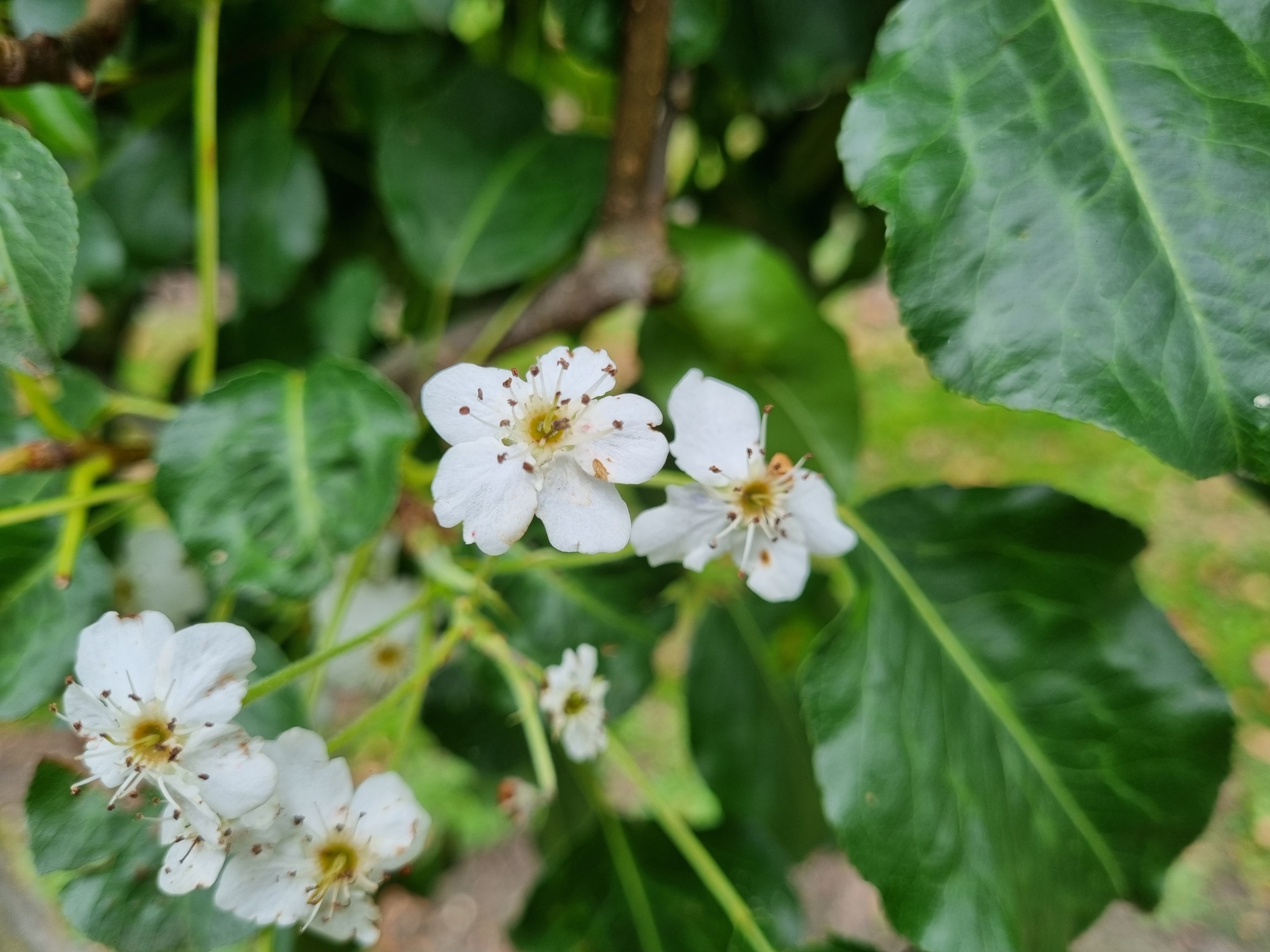Een oude sierpeer als leiboom kopen? Bekijk deze bijzondere boom!
