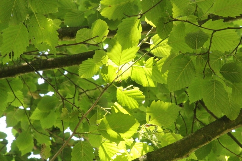 Witte els, Alnus incana kopen
