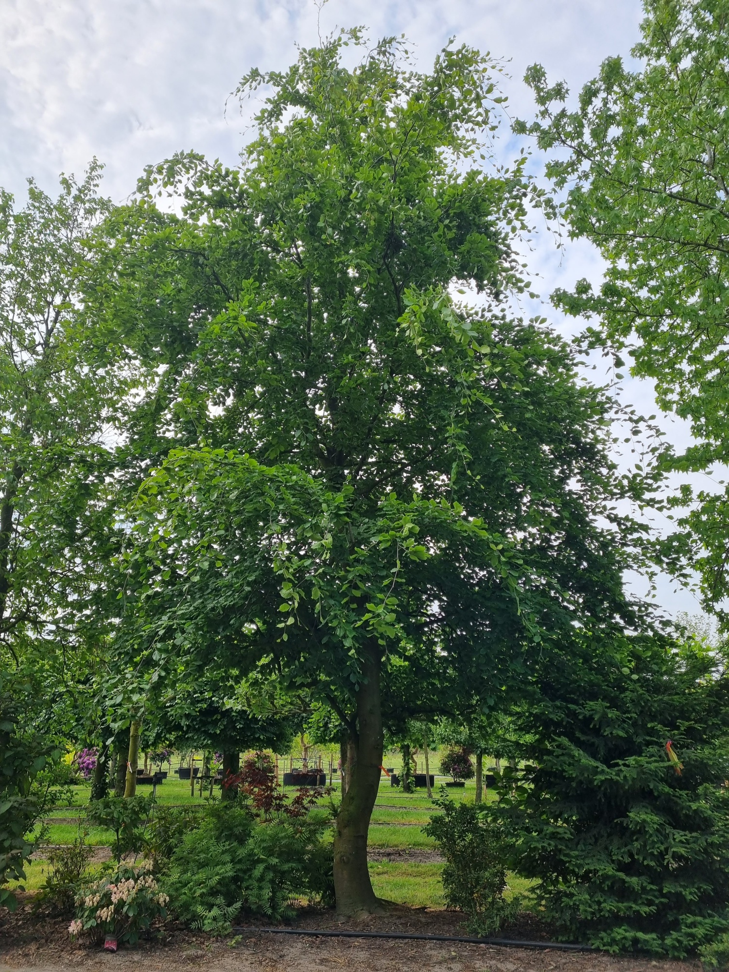 Gewone Beuk, Groene Beuk, Fagus sylvatica kopen