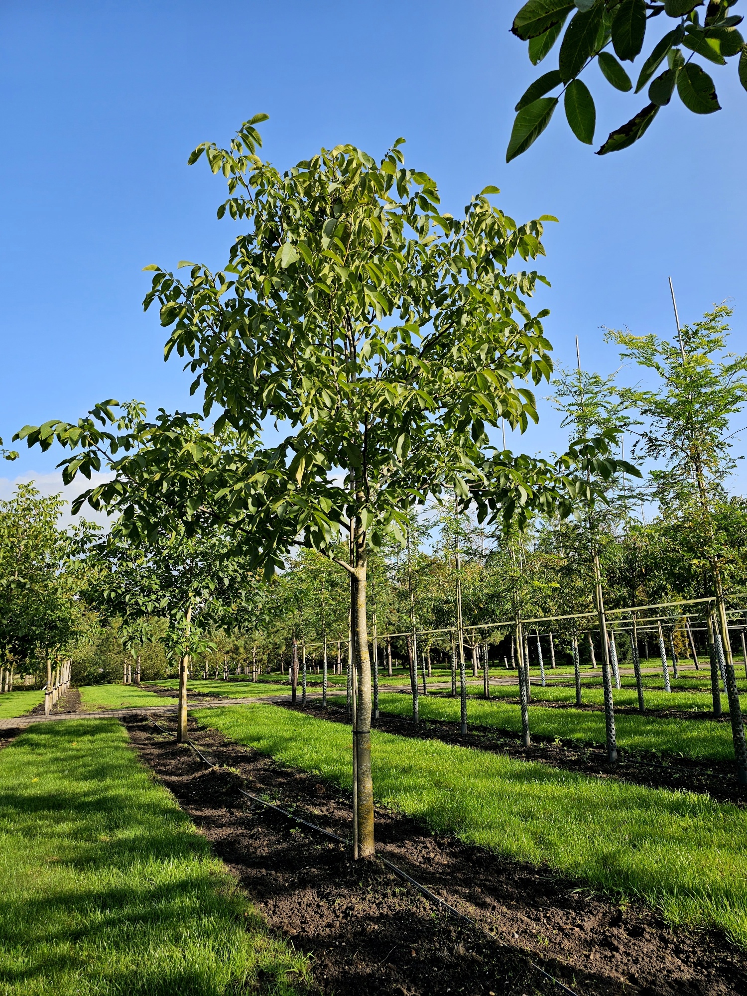 Walnoot, Juglans regia kopen