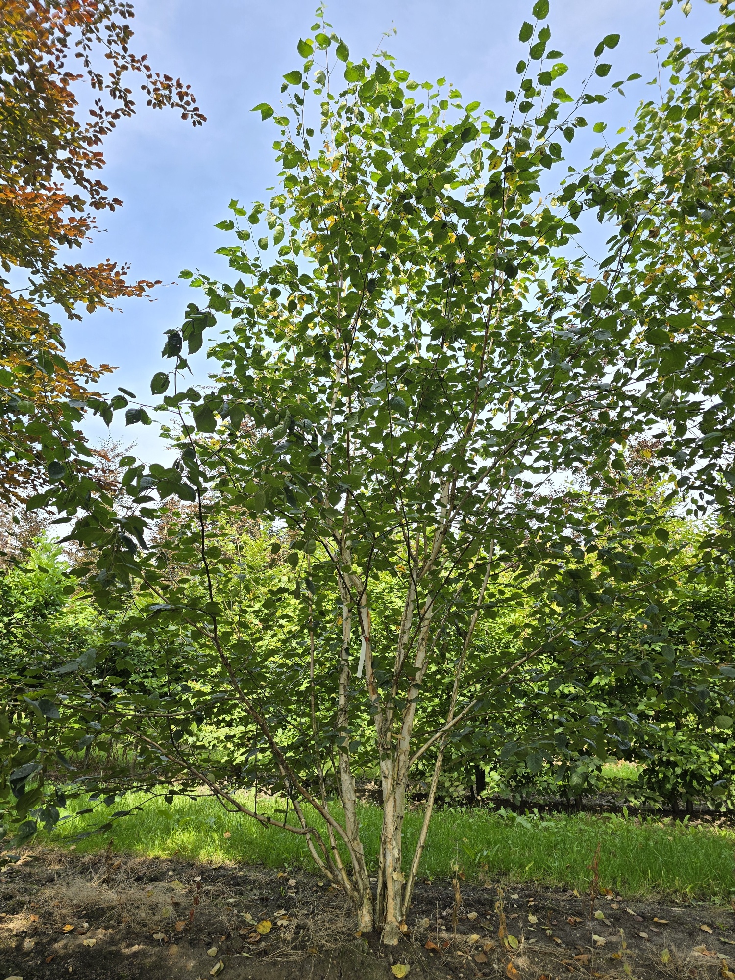 Himalaya Berk, Betula utilis 'Doorenbos' kopen