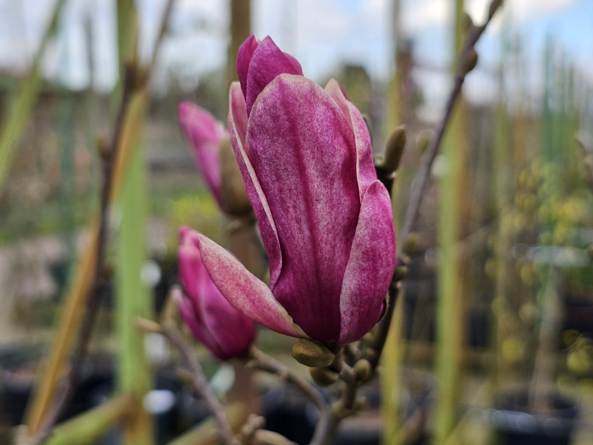 Magnolia 'Starburst', Magnolia 'Starburst' kopen