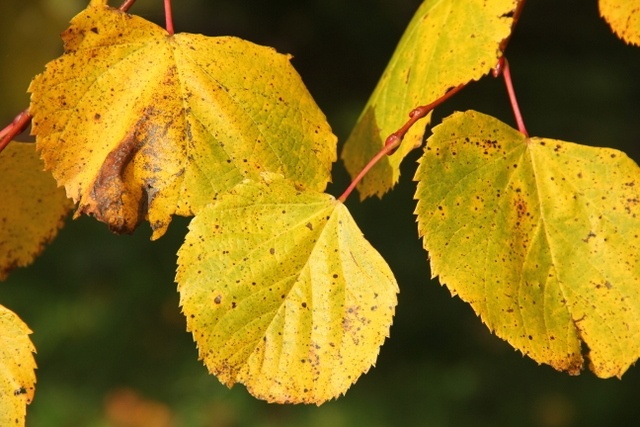 Een oude volwassen leilinde kopen voor direct resultaat?