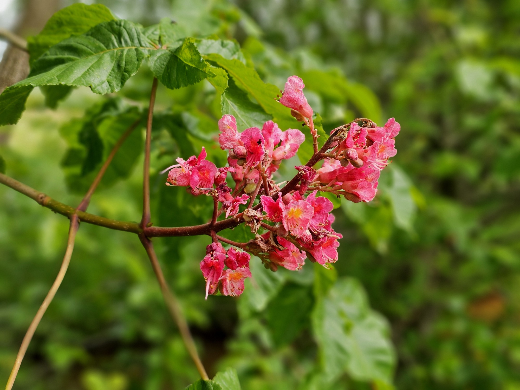 Rode Paardenkastanje, Aesculus x carnea 'Briotii' kopen