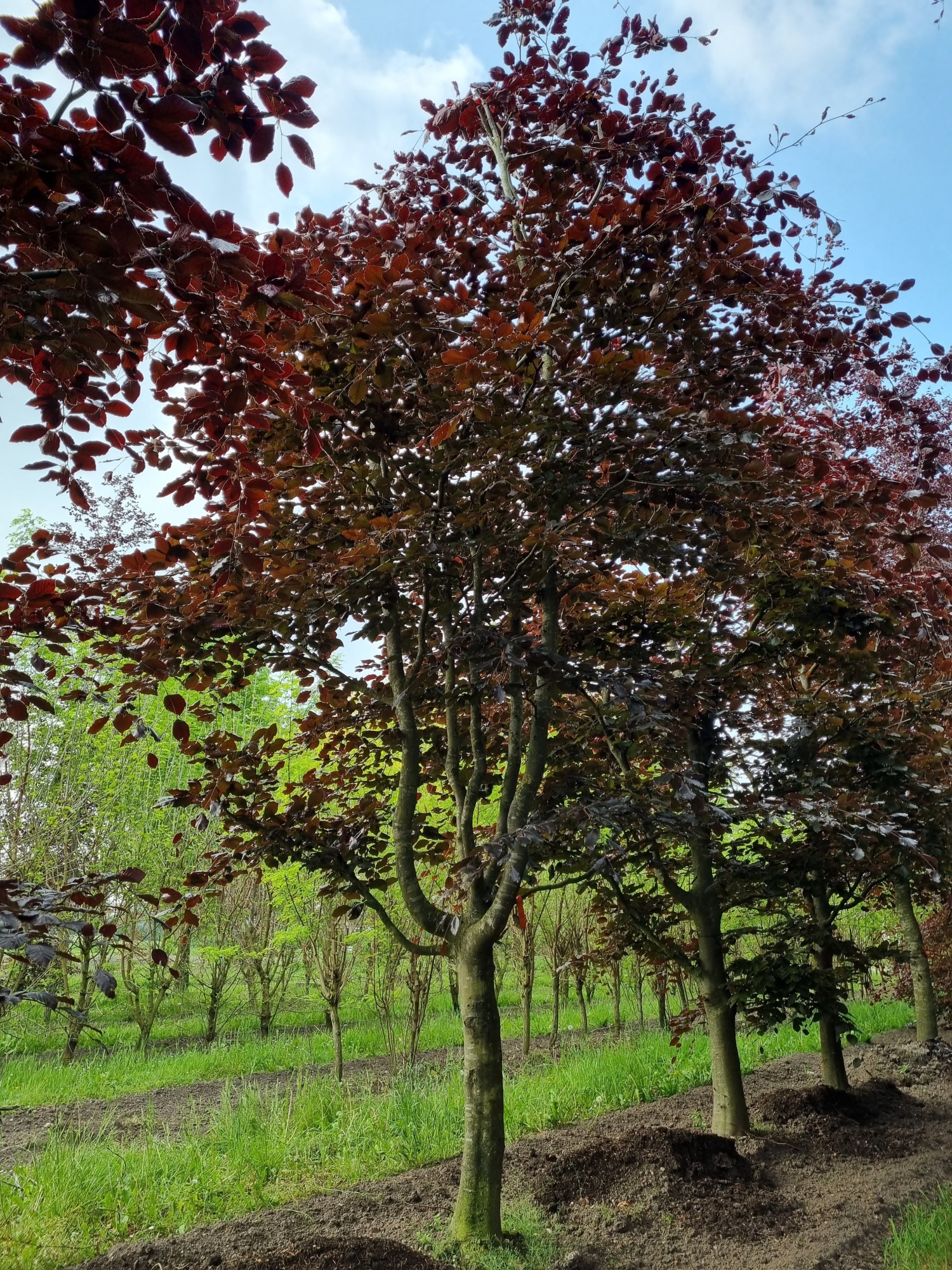 Rode beuk als klimboom, Fagus sylvatica 'Atropunicea' kopen