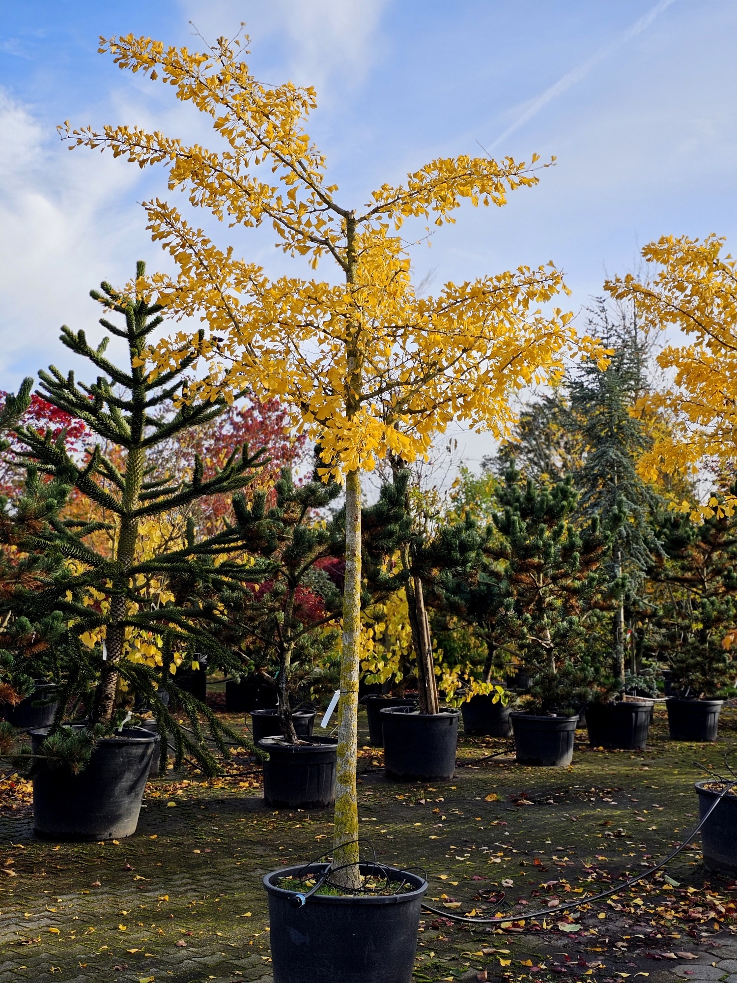 Ginkgo biloba 'Horizontalis' groeit als natuurlijke dakboom