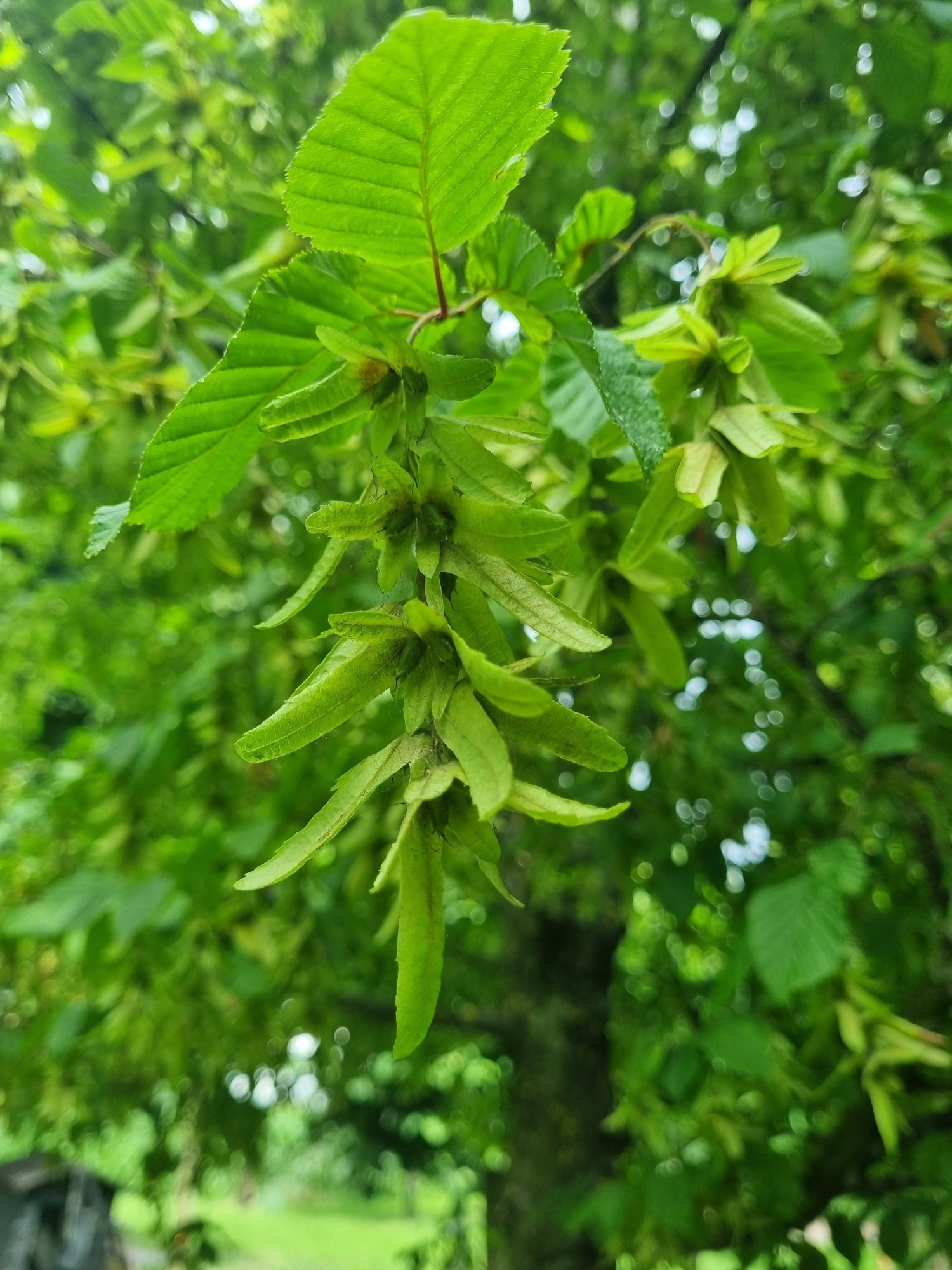Een oude haagbeuk boom kopen voor direct resultaat?
