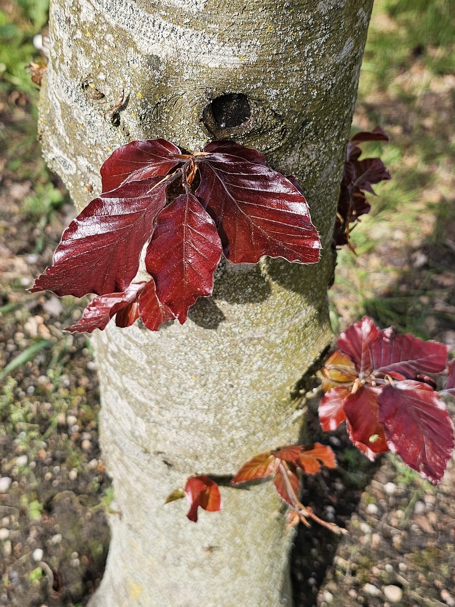 Grote volwassen rode beuk kopen? | Ten Hoven Bomen