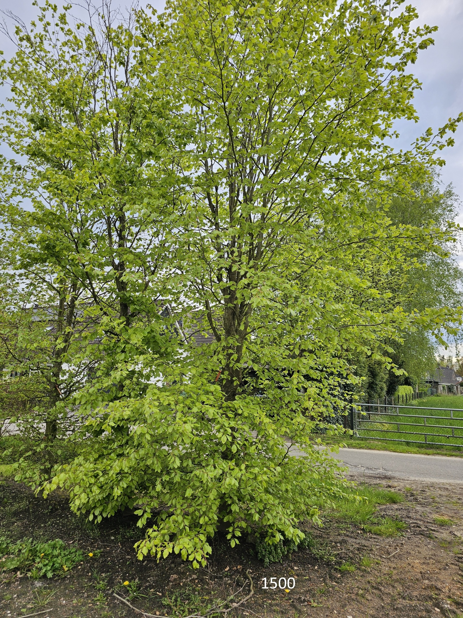 Een grote groene beuk als vogelstruik kopen? | Ten Hoven Bomen