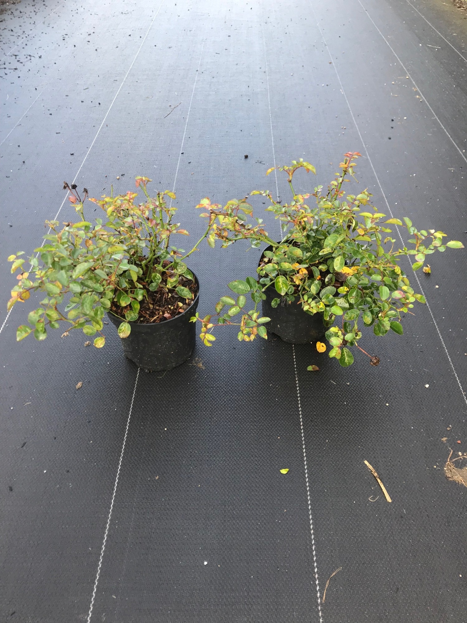 Bodembedekkende roos Snow Ballet, Rosa (H) Snow Ballet kopen