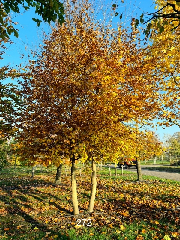 Fagus sylvatica als inheemse boom