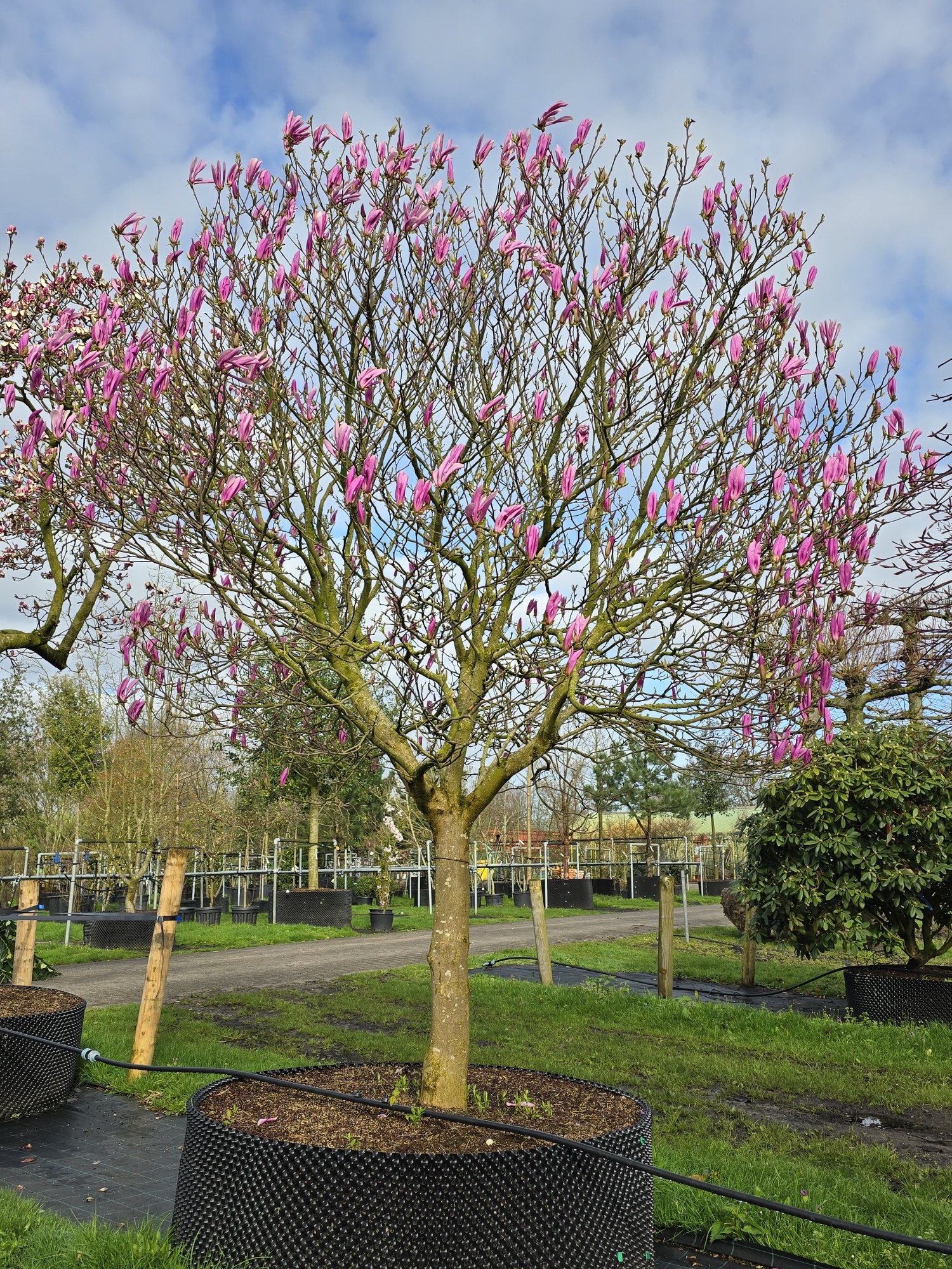 Magnolia susan heeft een purper roze bloeiwijze