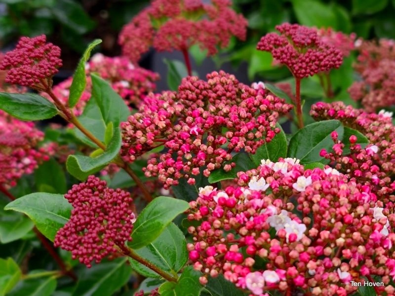 Sneeuwbal 'Lisa Rose', Viburnum tinus 'Lisa Rose' kopen