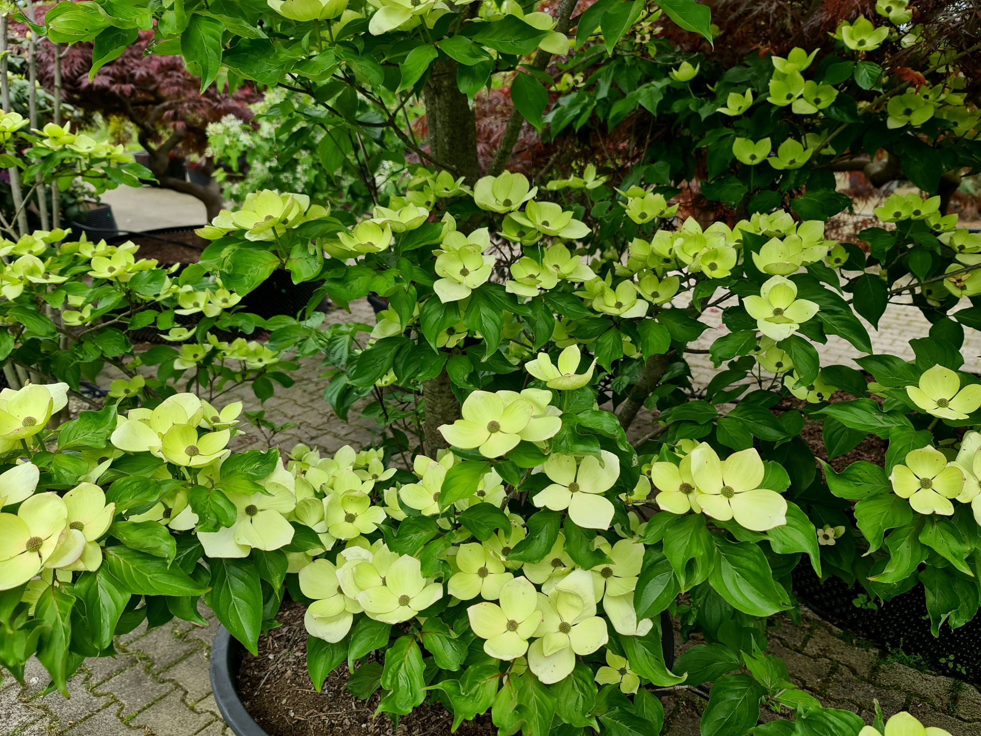 Japanse grootbloemige kornoelje 'Venus', Cornus kousa 'Venus' kopen
