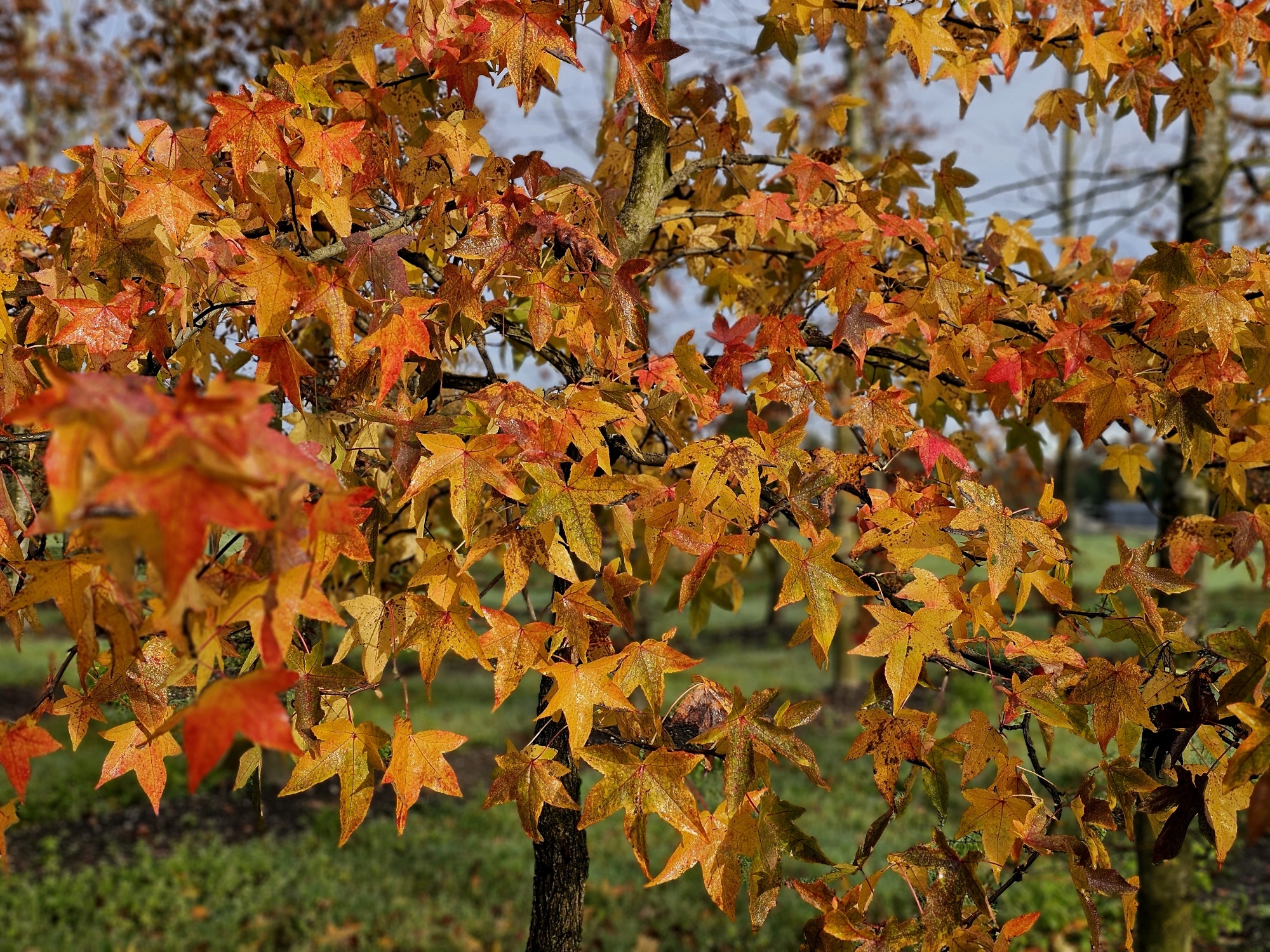 Liquidambar styraciflua kopen als bijzondere boom