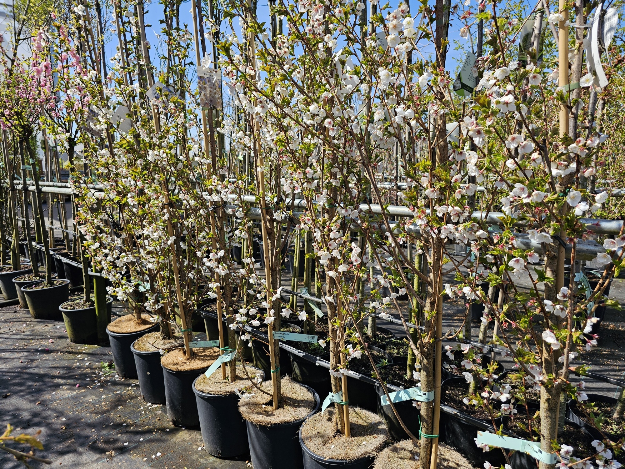 Chinese Kers, Prunus 'Umineko' kopen