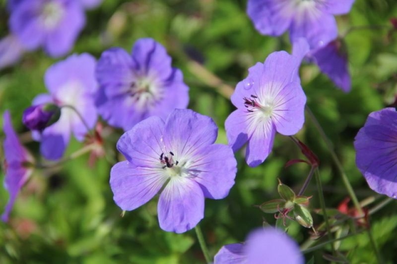 Ooievaarsbek, Rozanne, Geranium 'Rozanne' kopen