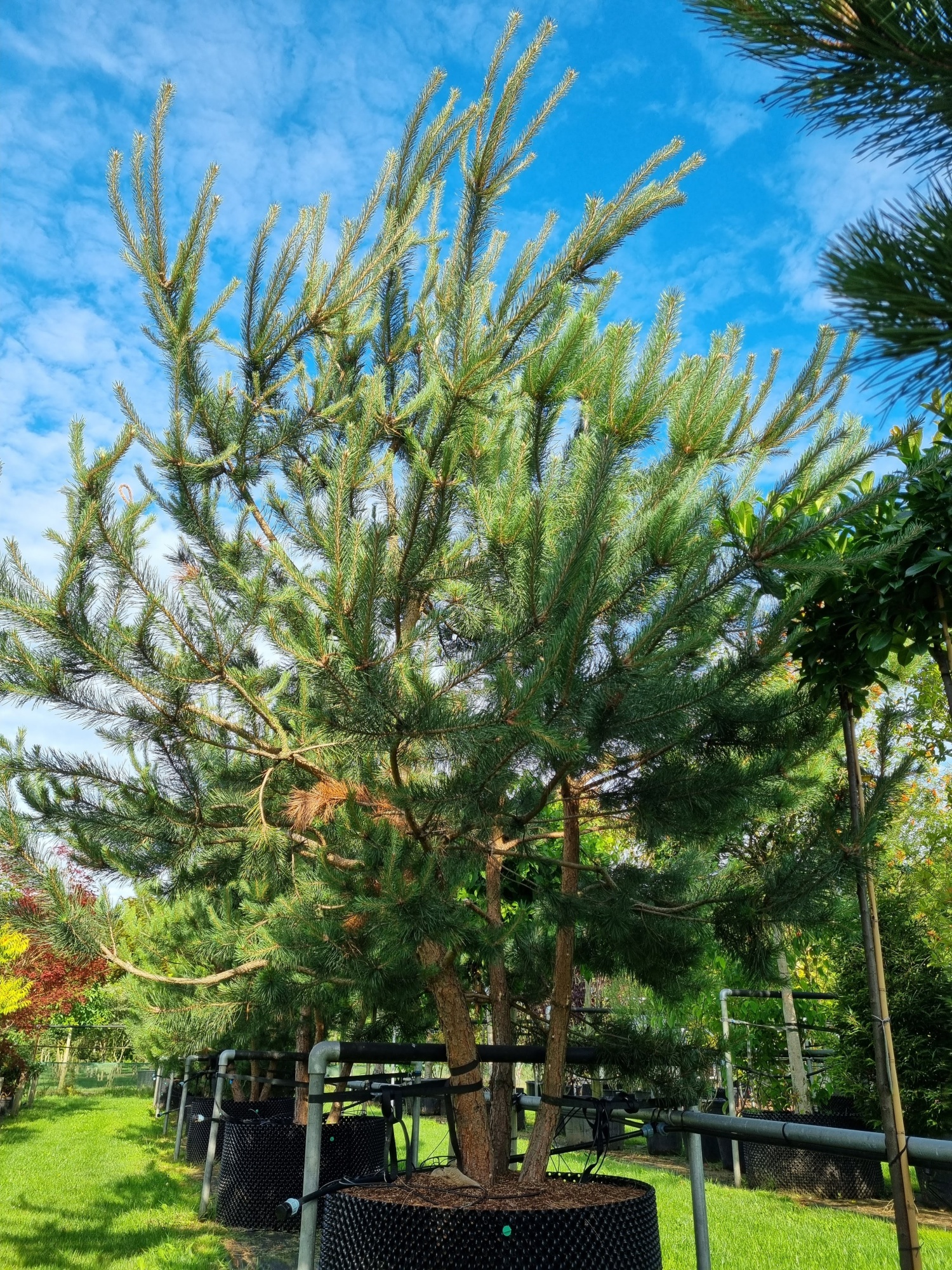 Grove Den, Pinus sylvestris kopen