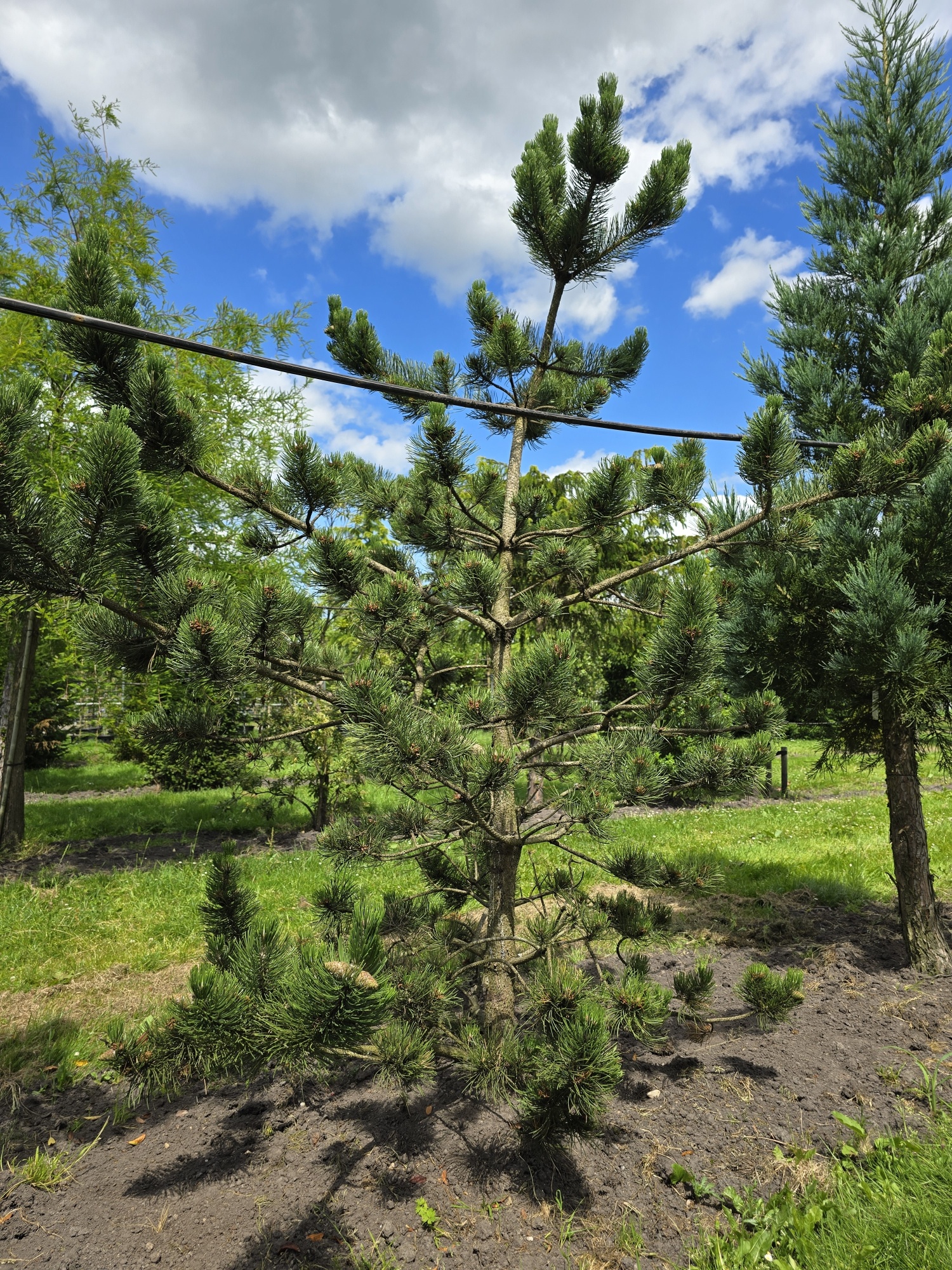 Oostenrijkse den 'Oregon Green', Pinus nigra 'Oregon Green' kopen