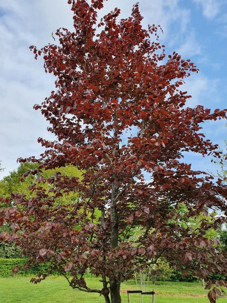 Mooi vertakte rode beuk kopen? | Exclusief van Ten Hoven Bomen