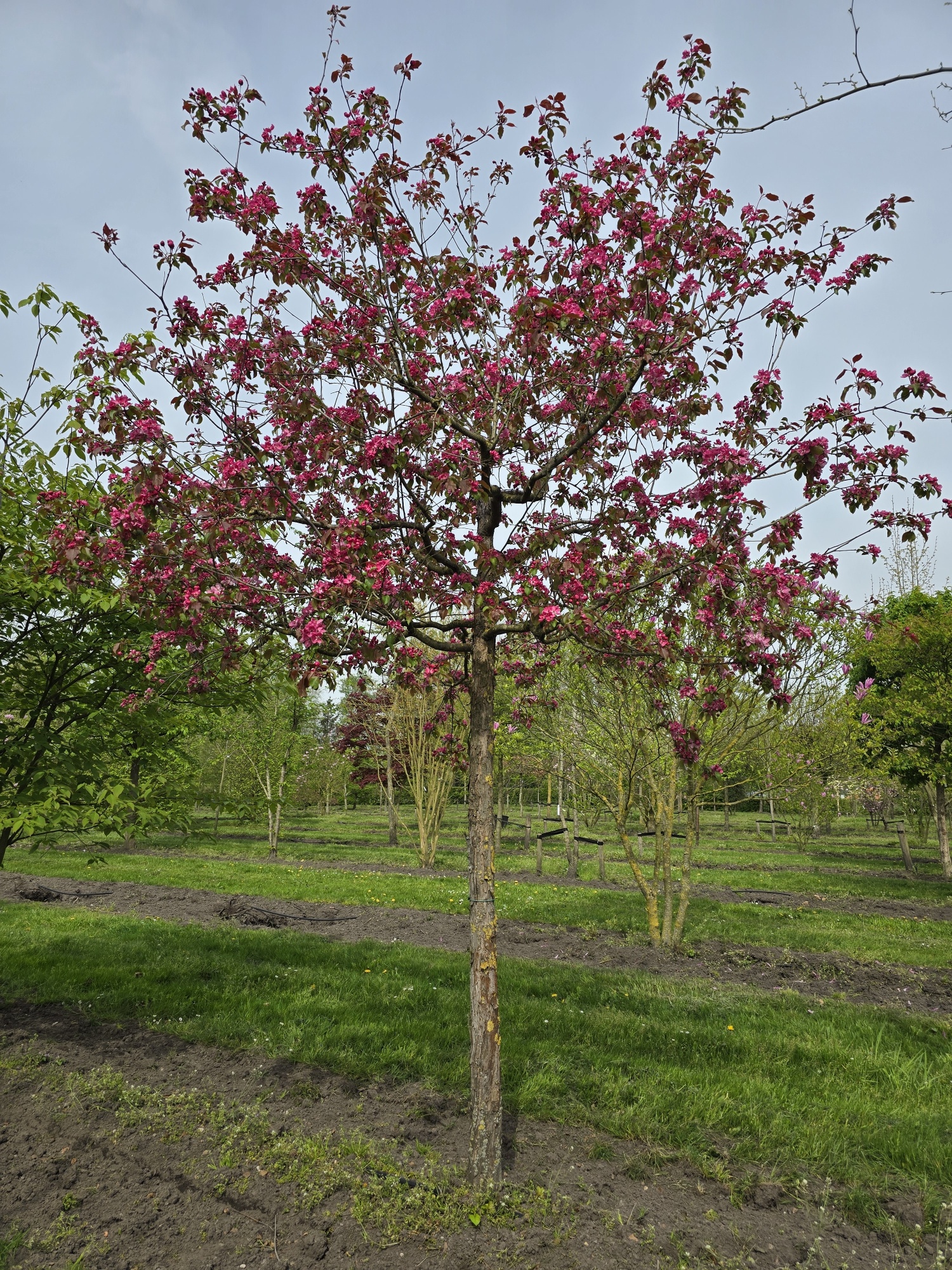 Sierappel 'Mokum', Malus 'Mokum' kopen