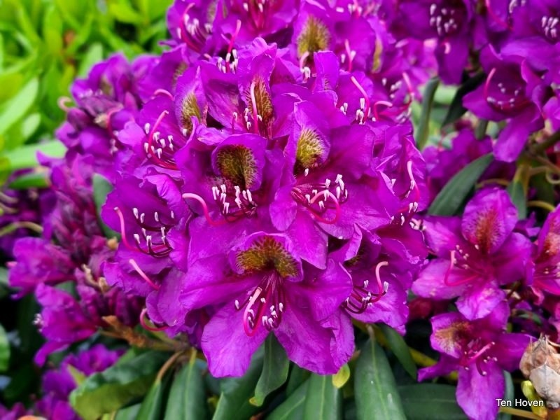 Rododendron 'Marcel Menard', Rhododendron 'Marcel Menard' kopen