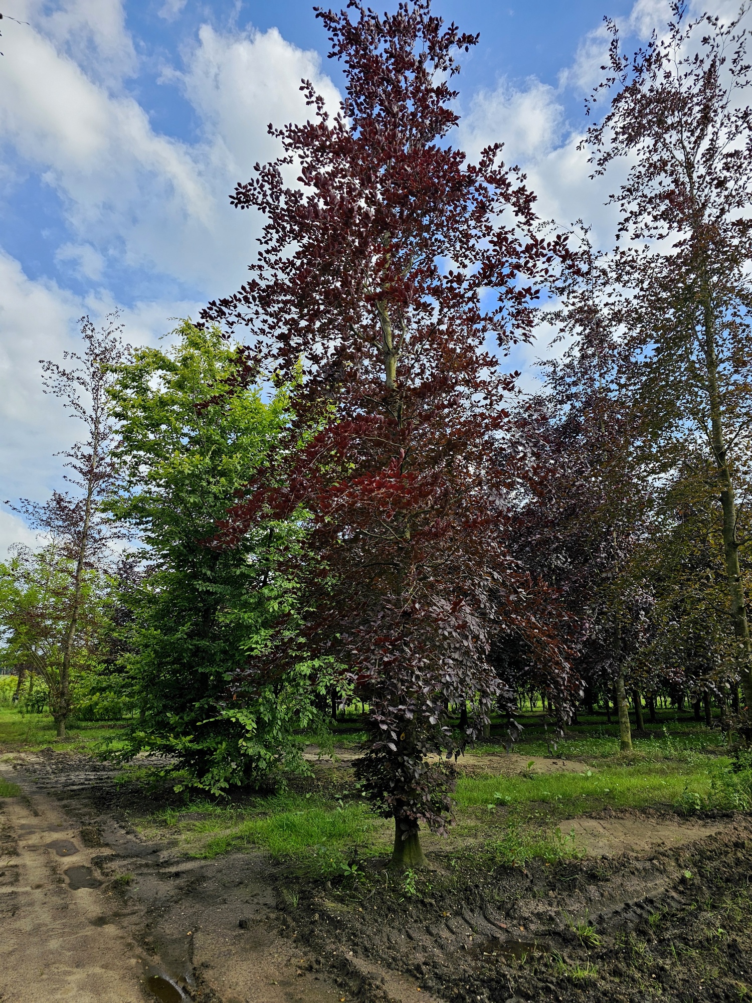 Zoekt u een grote rode beuk? Nr 992 is een prachtig exemplaar.