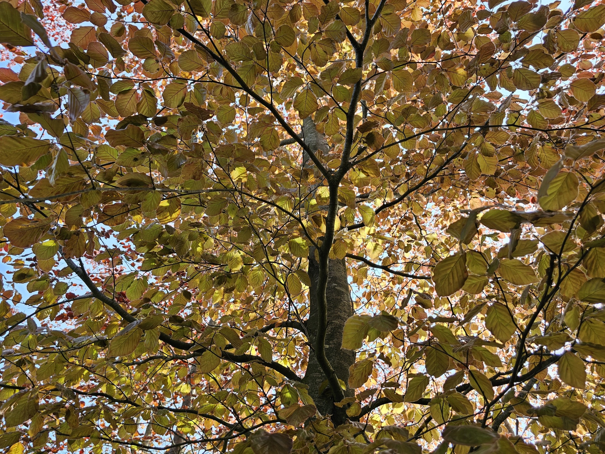 Grote rode beukenboom kopen? | Ten Hoven Bomen