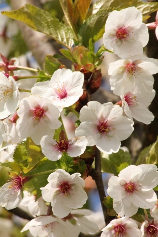 Chinese Kers, Prunus 'Umineko' kopen