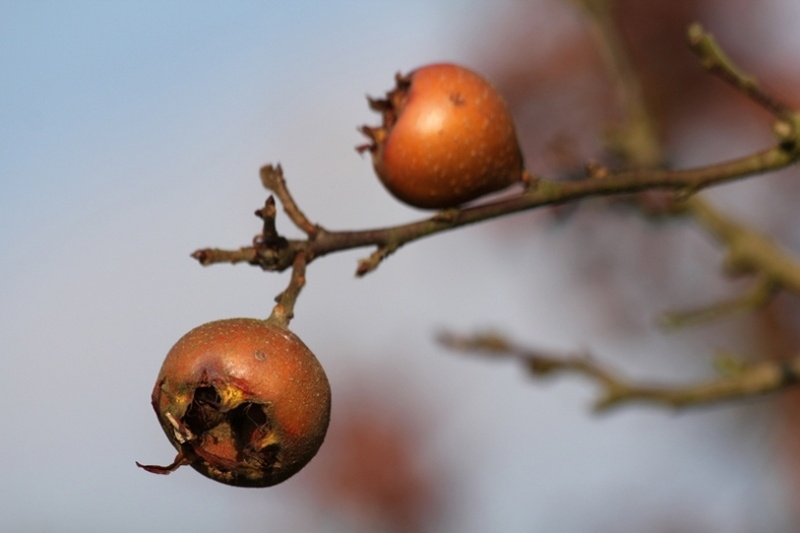 Mispel, Mespilus germanica kopen