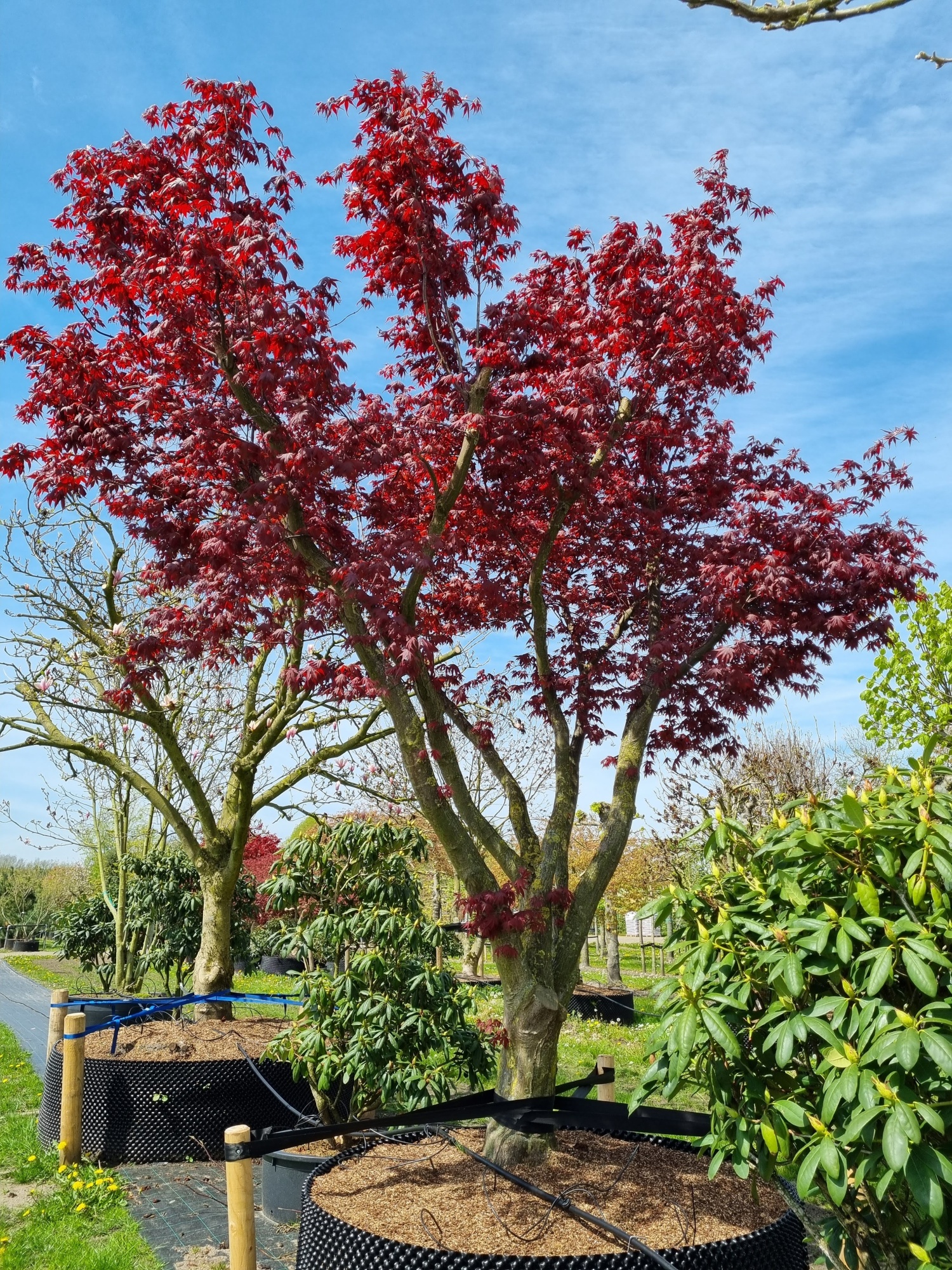 Japanse Esdoorn 'Atropurpureum', Acer palmatum 'Atropurpureum' kopen