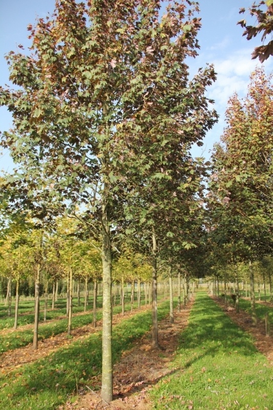 Gewone Rode Esdoorn , Acer pseudoplatanus 'Atropurpureum' kopen