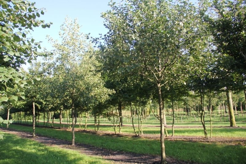 Zwarte Els, Alnus glutinosa kopen