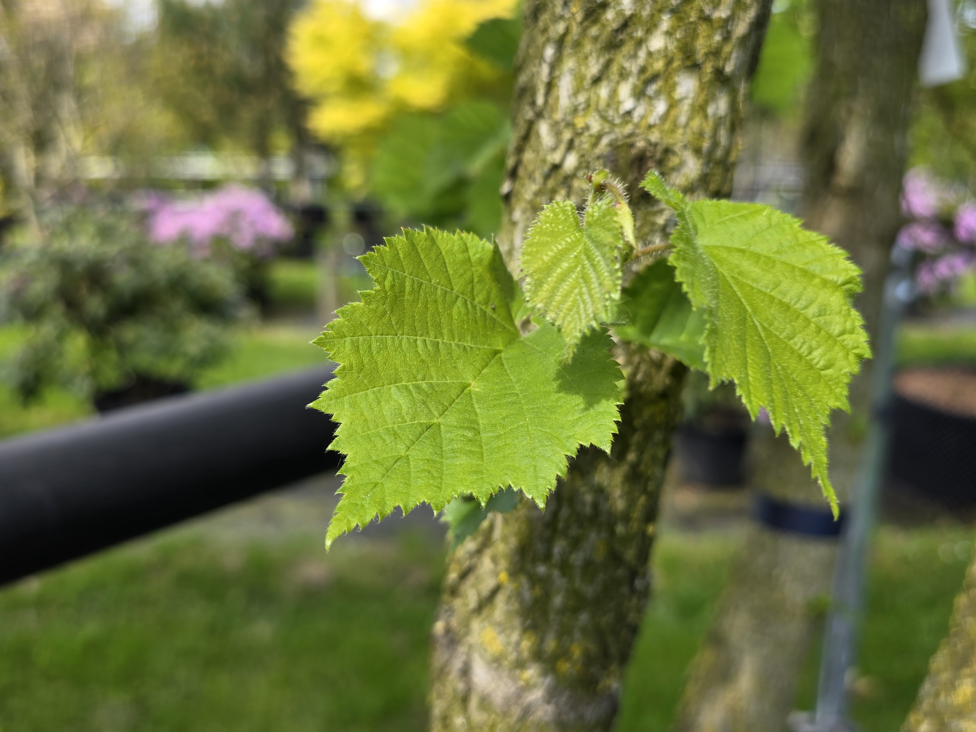 Möchten Sie Corylus colurna als mehrstämmigen Baum kaufen?