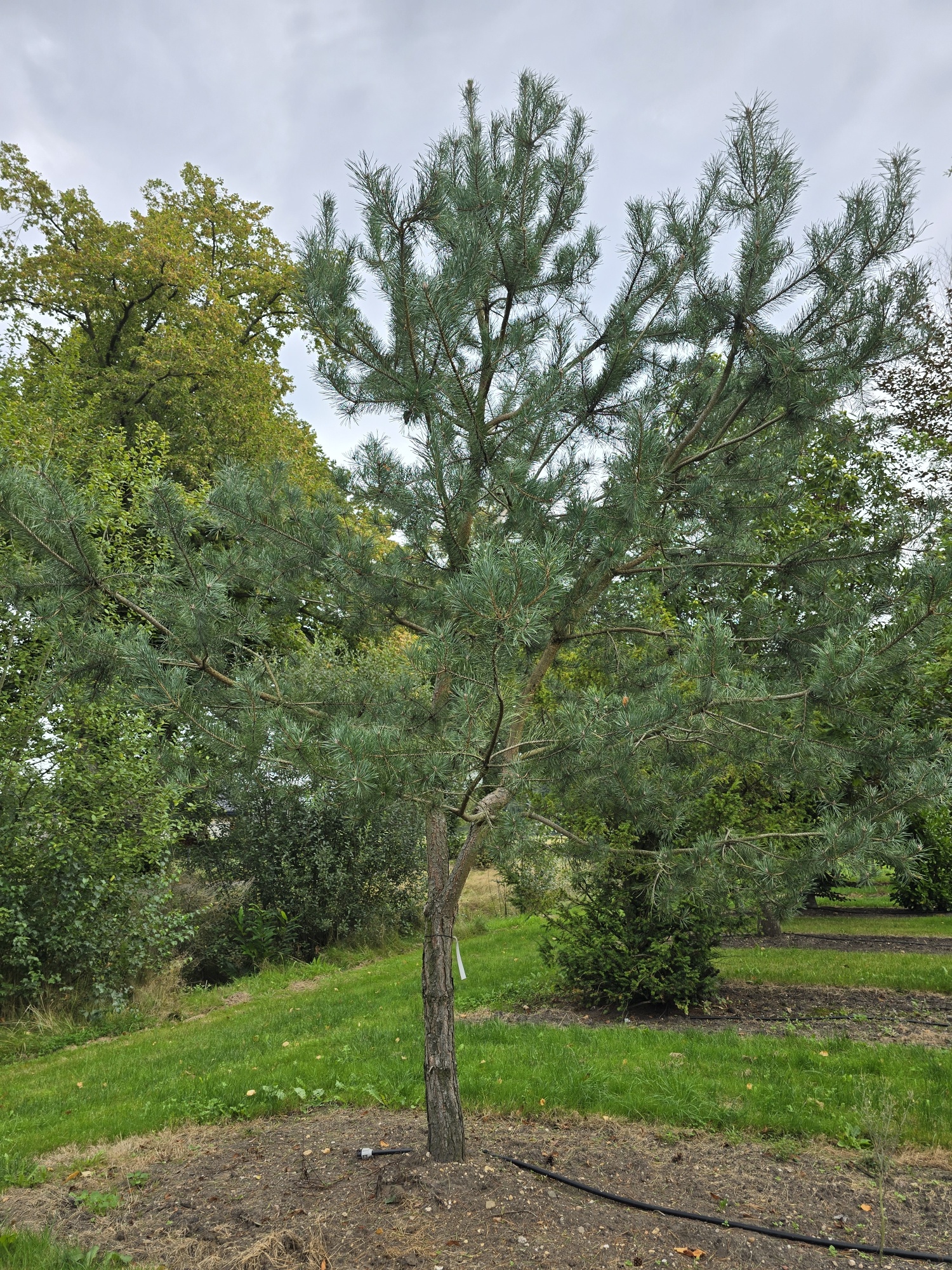 Grove Den, Pinus sylvestris kopen