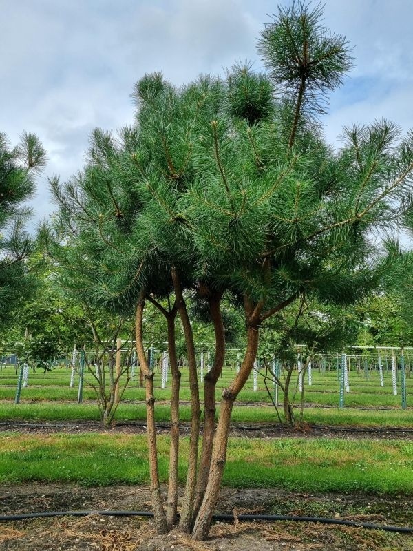 Grove Den, Pinus sylvestris kopen