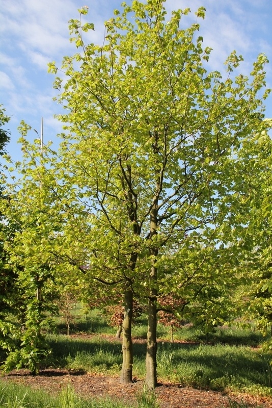 Gewone Beuk, Groene Beuk, Fagus sylvatica kopen