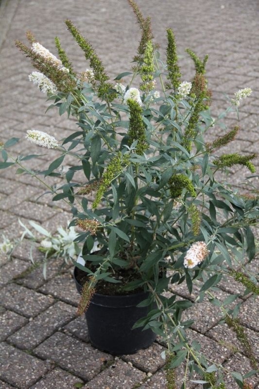 Vlinderstruik 'Buzz Ivory', Buddleja davidii 'Buzz Ivory' kopen
