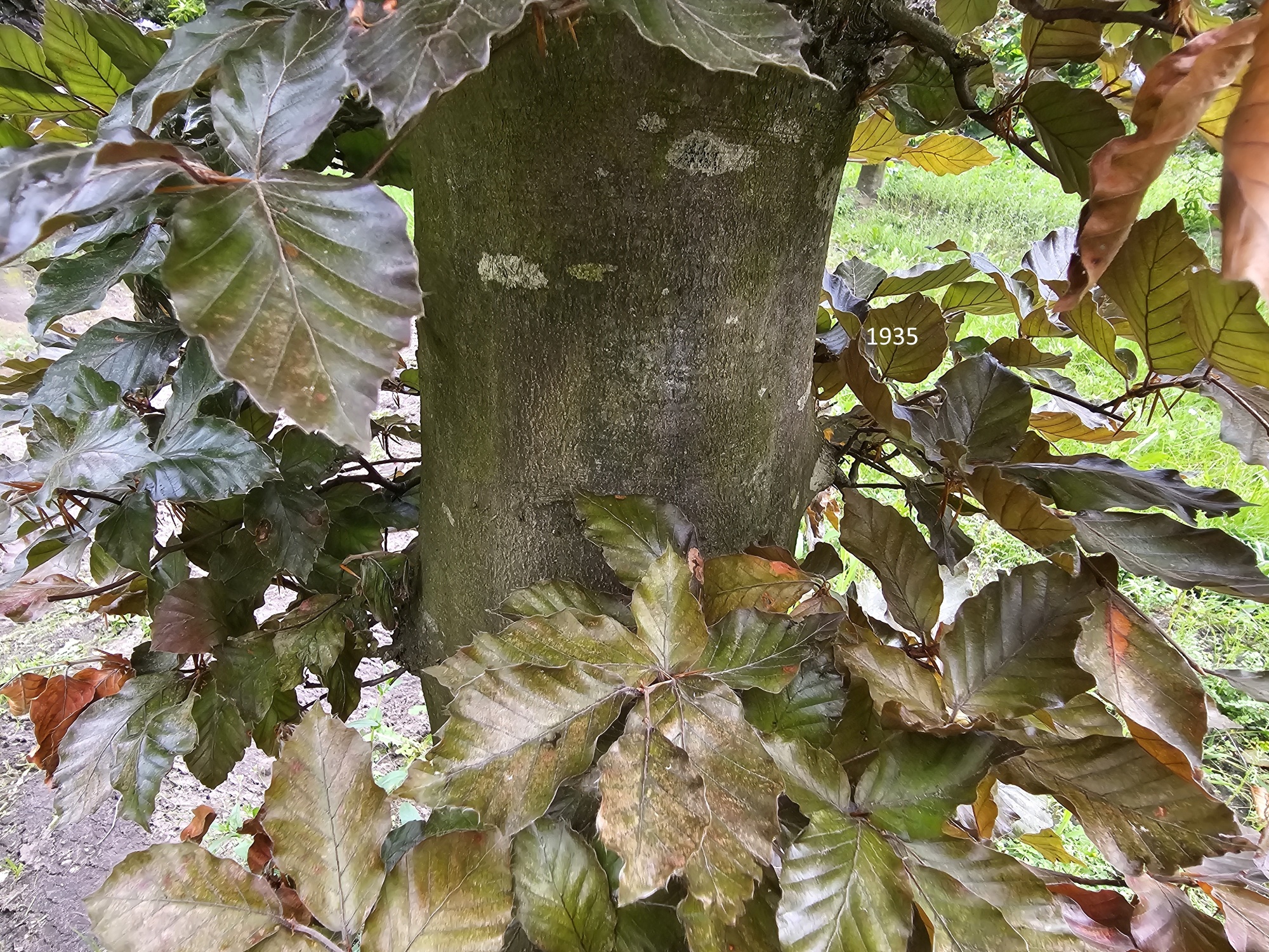 Grote volwassen rode beuk kopen? | Ten Hoven Bomen