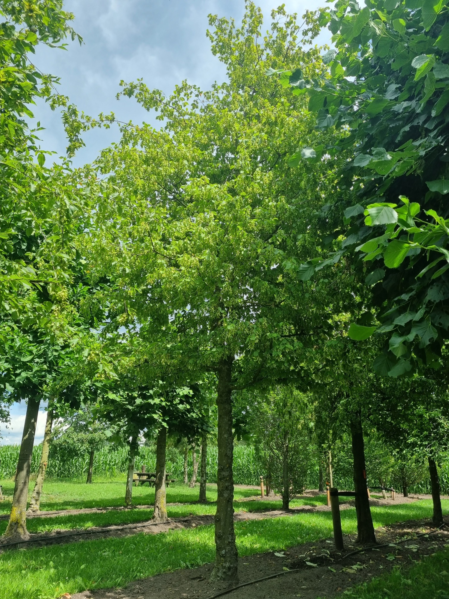Haagbeuk, Carpinus betulus kopen