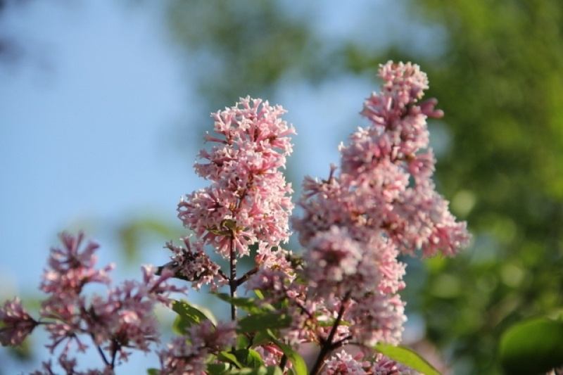 Sering 'Esther Staley', Syringa hyacinthiflora 'Esther Staley' kopen