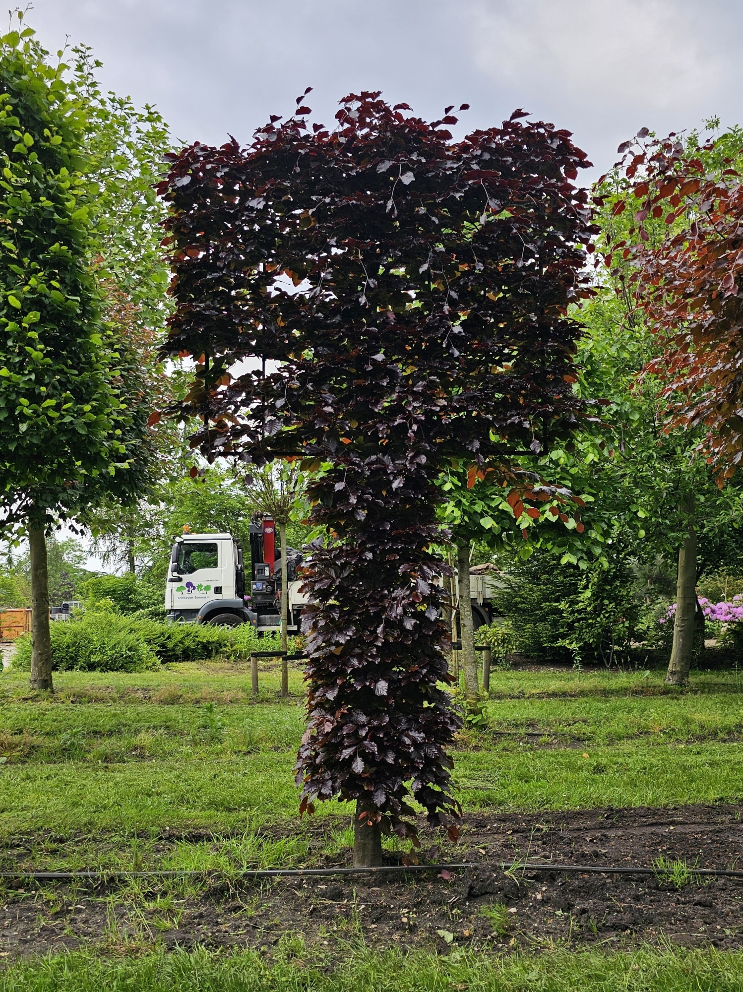 Möchten Sie eine erwachsene Spalier-Rotbuche kaufen? | Ten Hoven Bomen